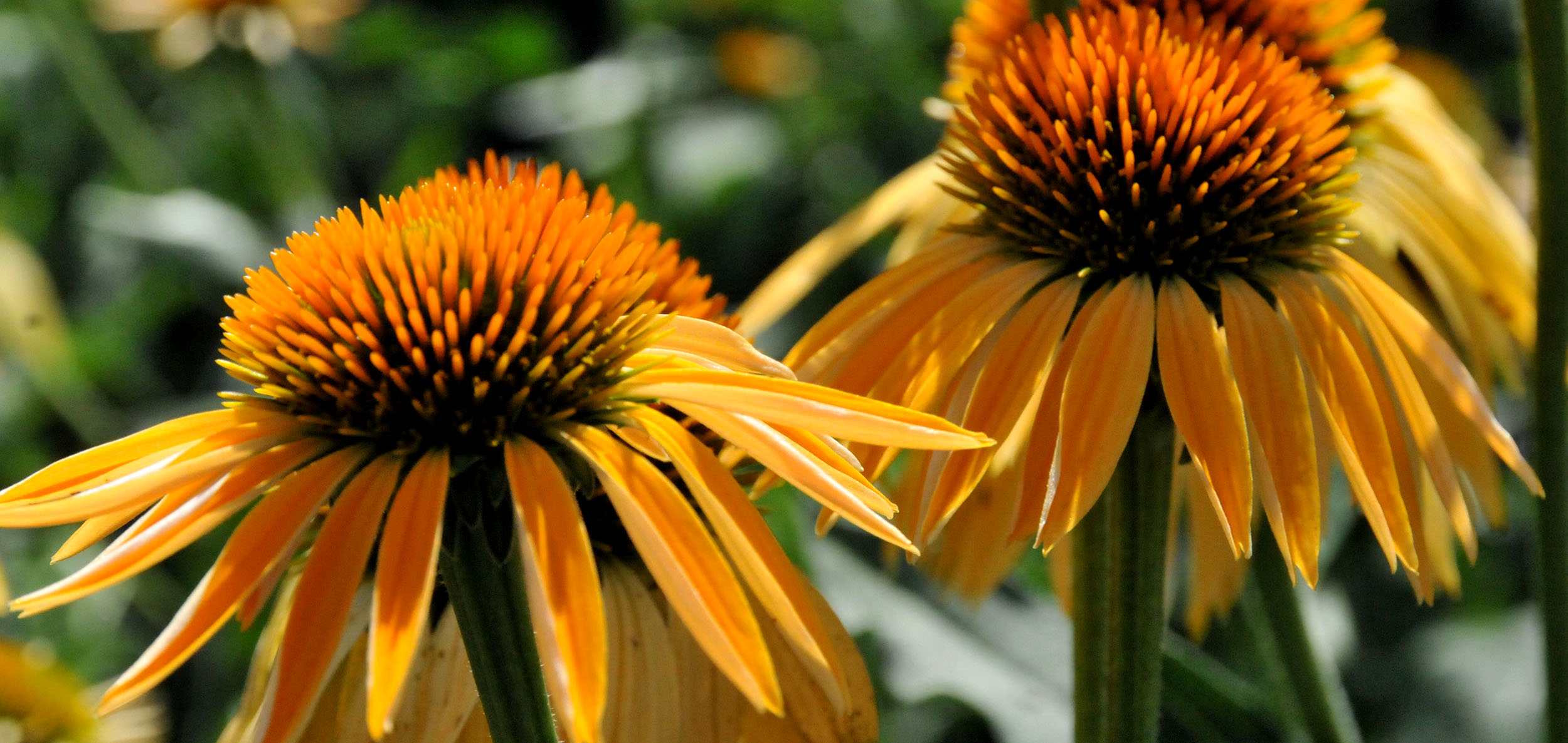Lans Flower Farm Specials Lans Flower Farm Specials
